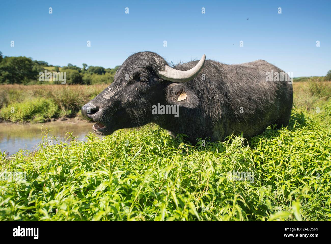 Asian water buffalo (Bubalus bubalis) at Cilgerran nature reserve near ...