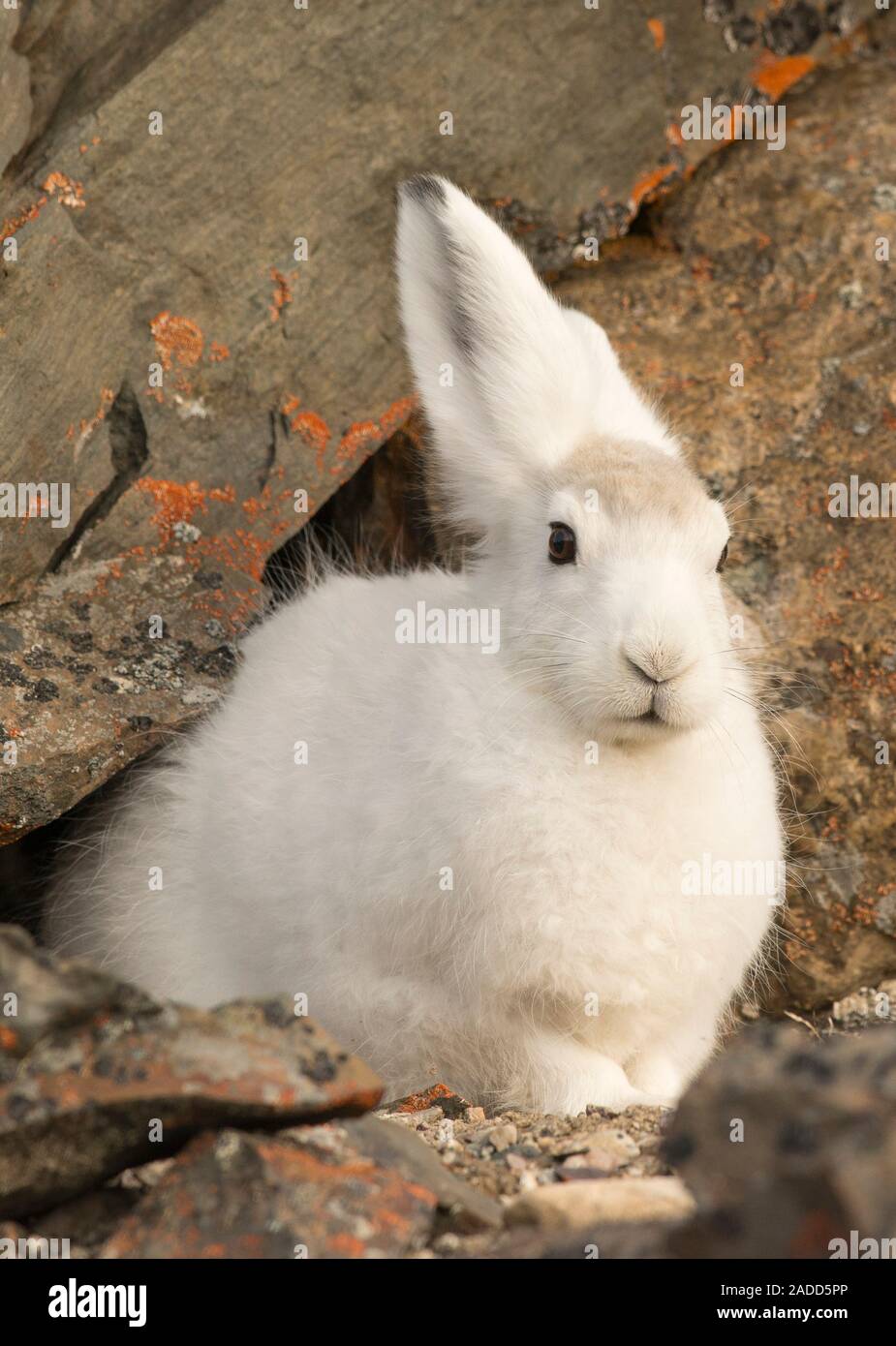 Arctic hare (Lepus arcticus), or polar rabbit, Bloomster-bugten ...