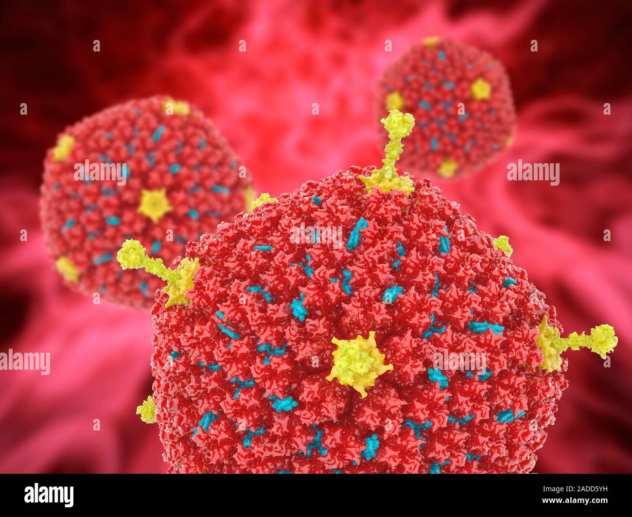 Adenovirus Ad5. Computer illustration showing the external protein ...