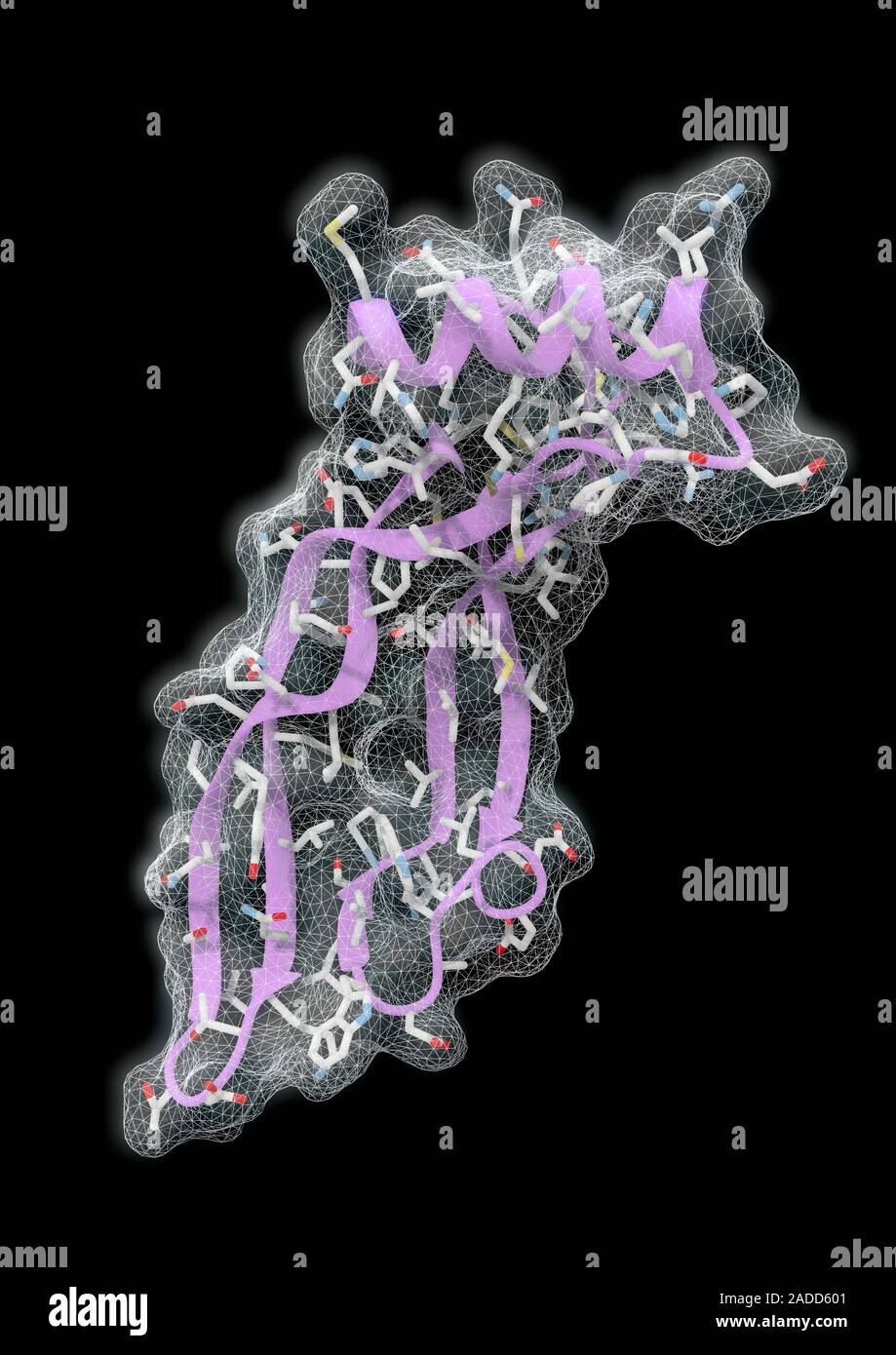 Growth and differentiation factor 15 molecule. Computer illustration ...