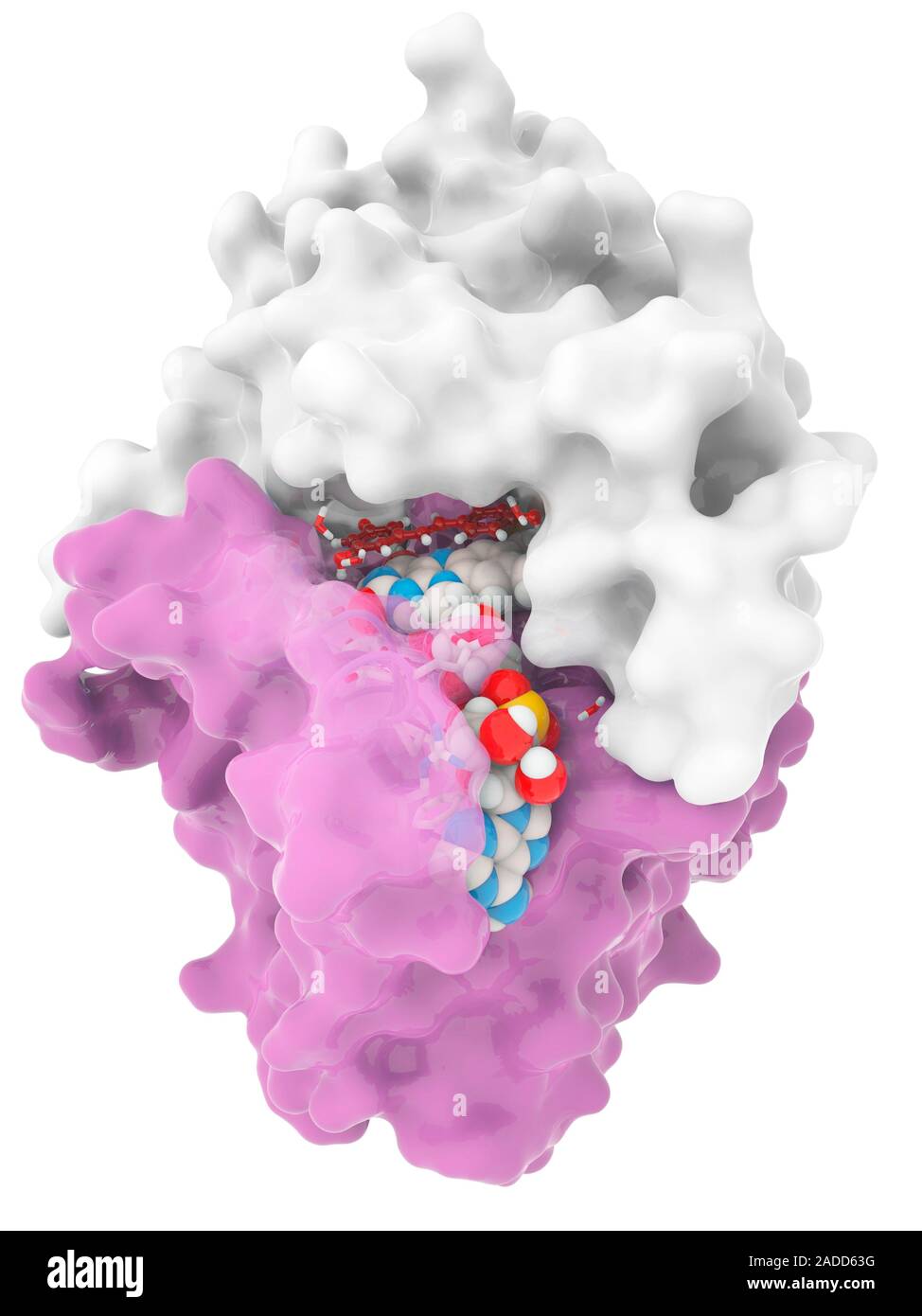 Resveratrol inhibiting quinone reductase 2. Computer illustration of a ...