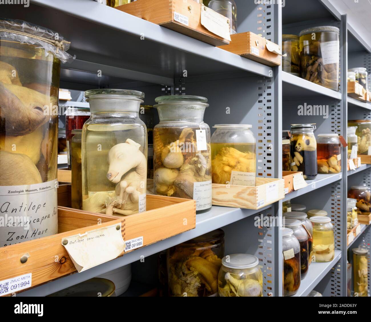 Preserved baby animals. Baby animals and foetuses in jars in a museum ...