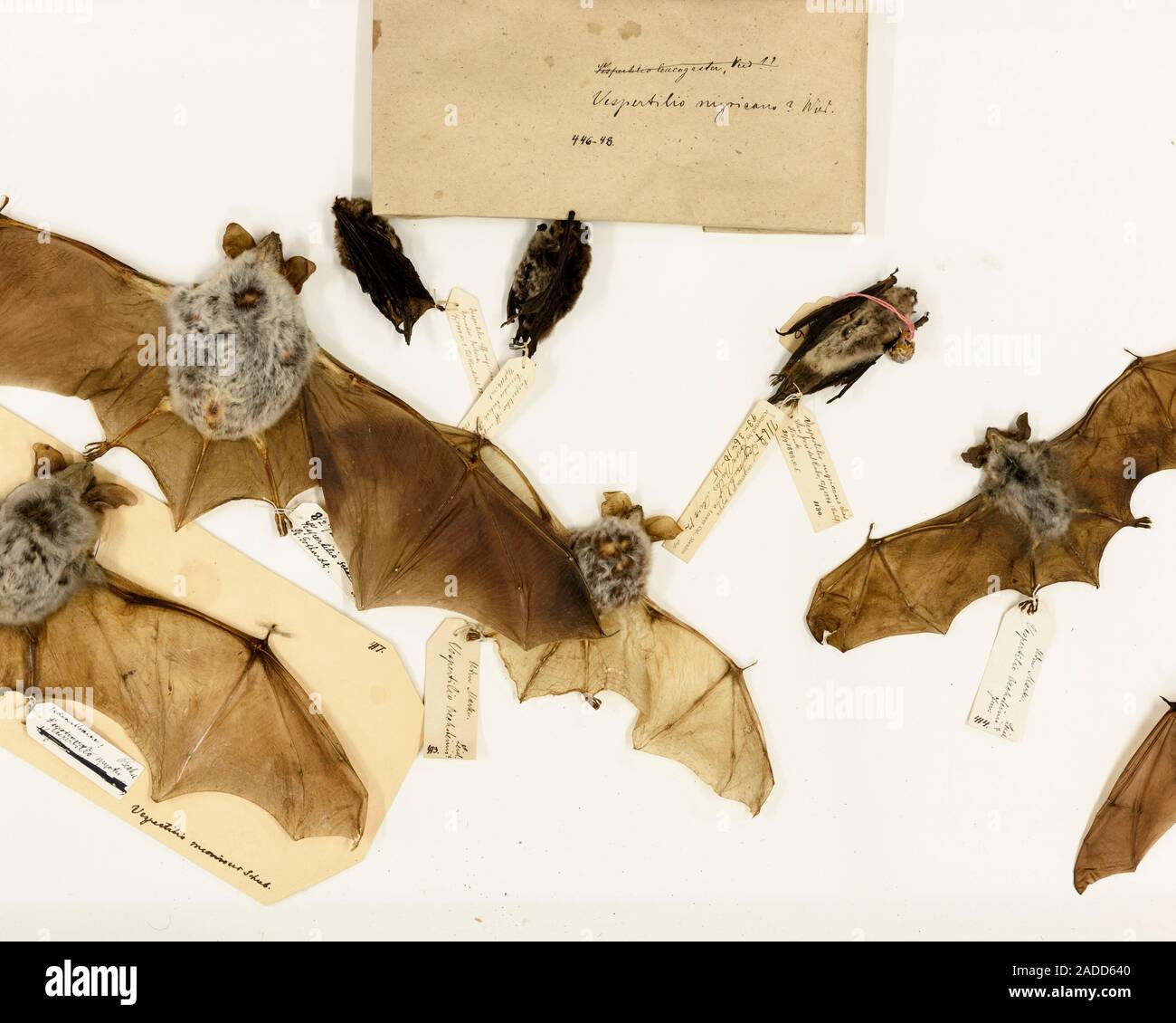 Preserved bats. Assorted preserved bats (order Chiroptera) in a museum ...