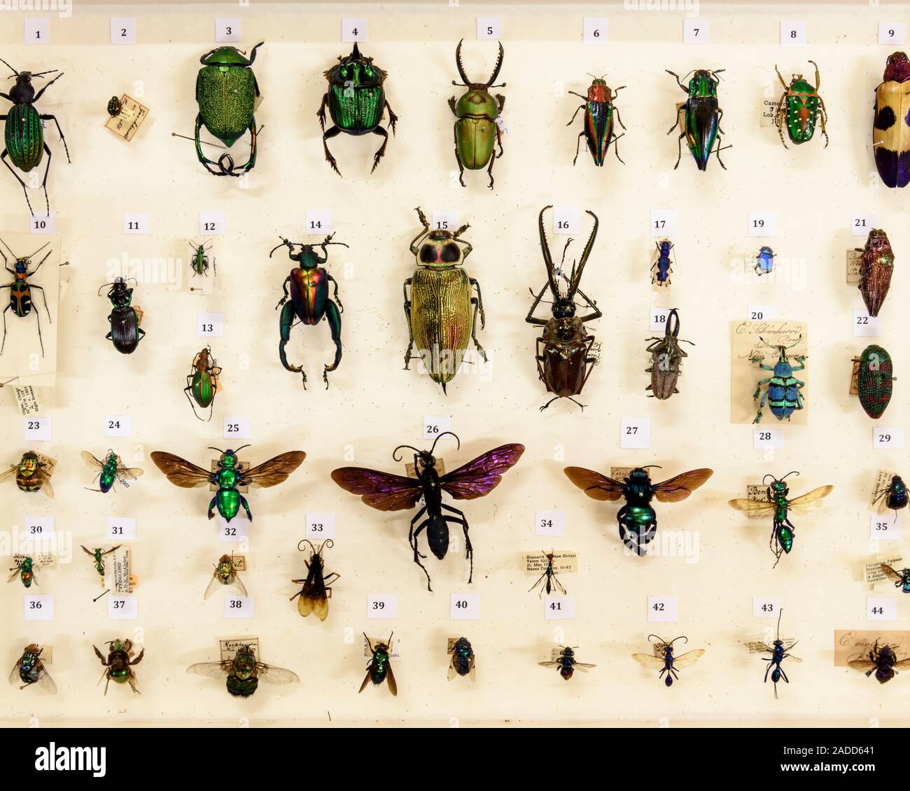 Preserved insects. Assorted preserved insects including: beetles (order ...