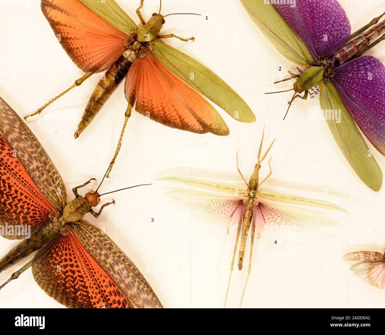 Preserved grasshoppers Assorted preserved grasshoppers (order ...