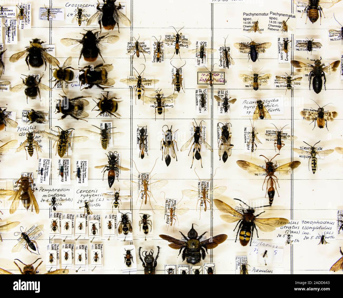 Preserved insects. Assorted preserved insects including: beetles (order ...