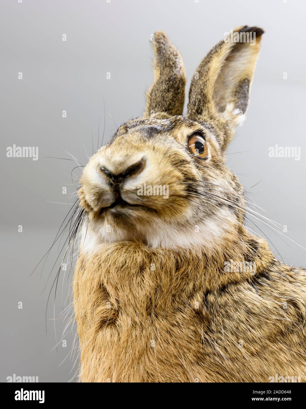 Preserved hare. Hare (Lepus sp.) in a museum store room. Photographed ...