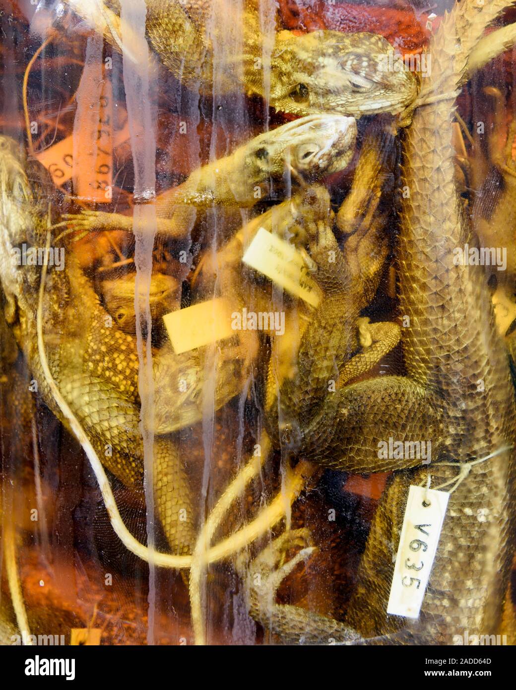 Preserved lizards. Lizards in a jar in a museum store room ...