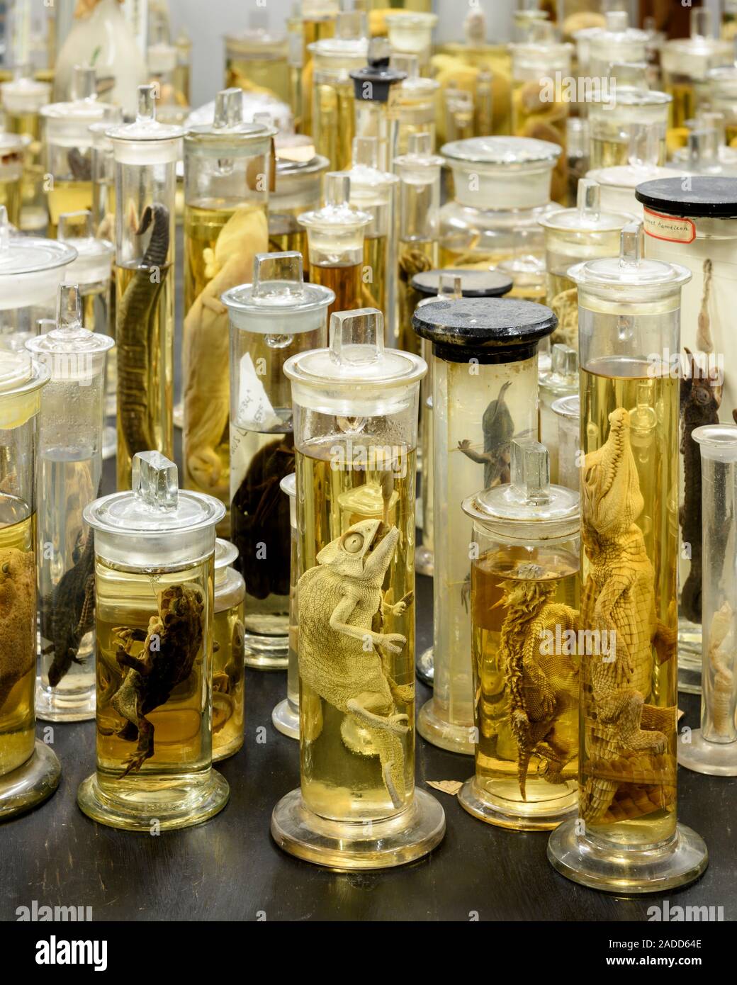 Preserved reptiles. Lizards, snakes and crocodilians in jars in a ...
