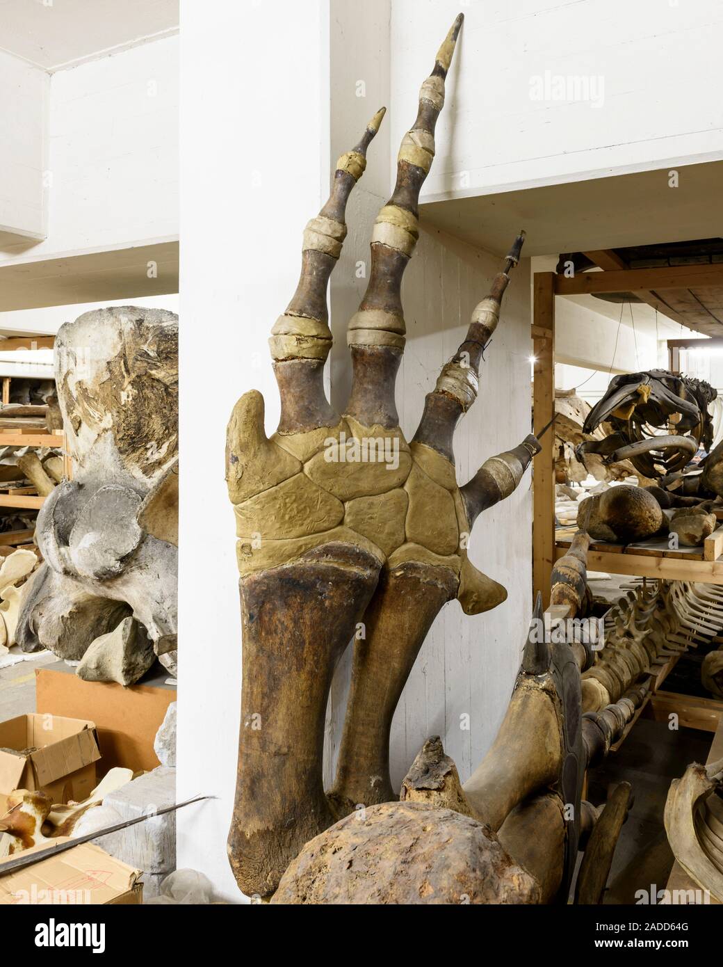 Copenhagen Zoological Museum. Fossils inside a store room at the ...