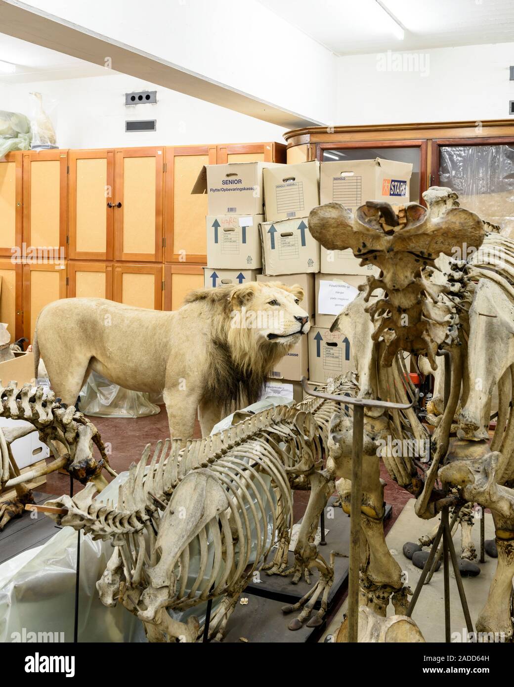 Copenhagen Zoological Museum. Mammal skeletons and stuffed lion ...