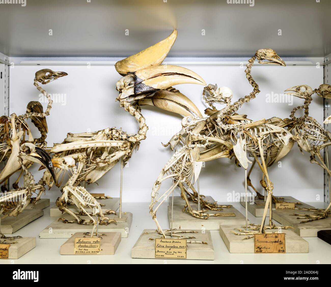 Copenhagen Zoological Museum. Bird skeletons, including a hornbill ...