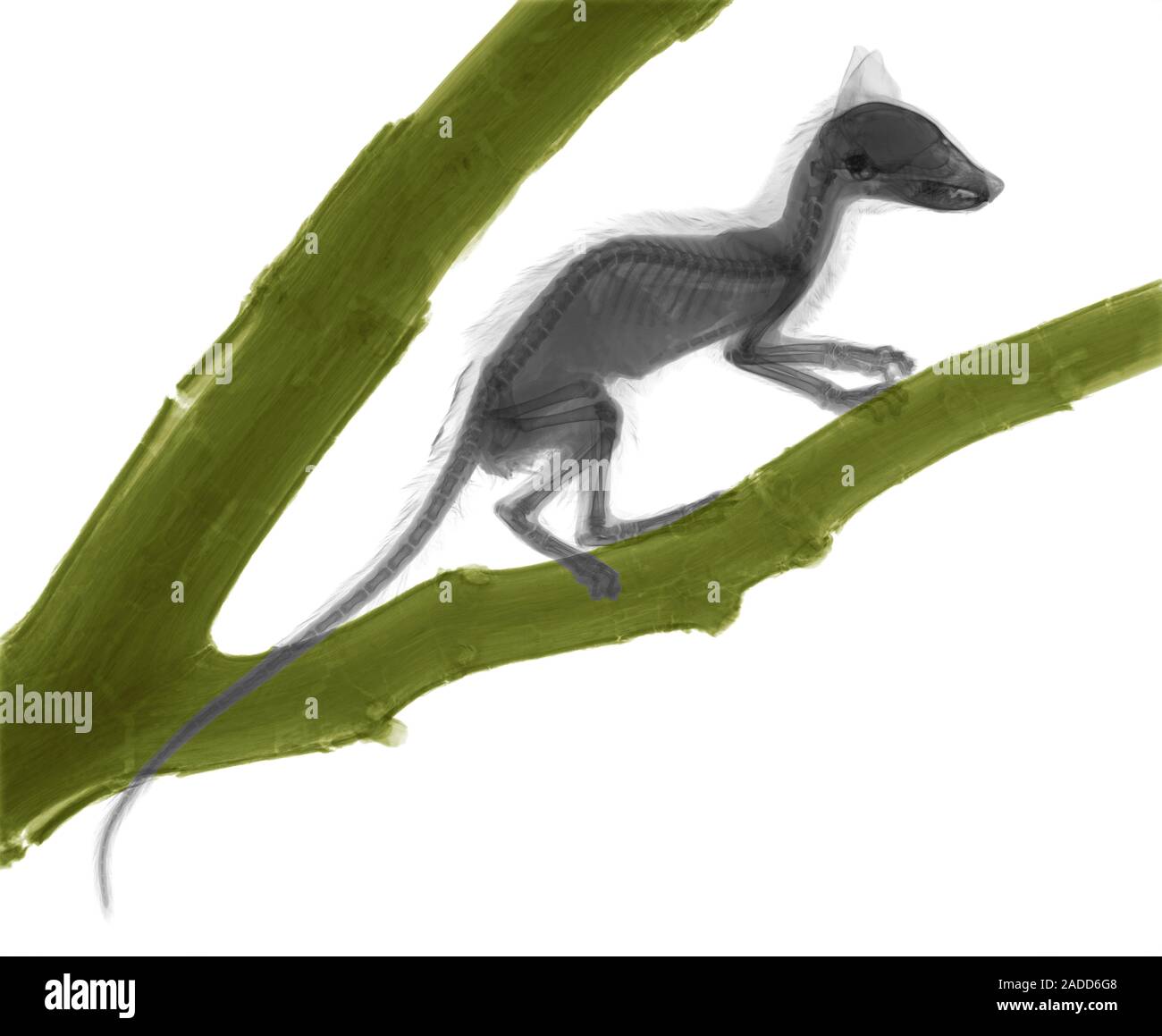 Not for print or poster uses Genet (Genetta sp.) on a plant, coloured X ...