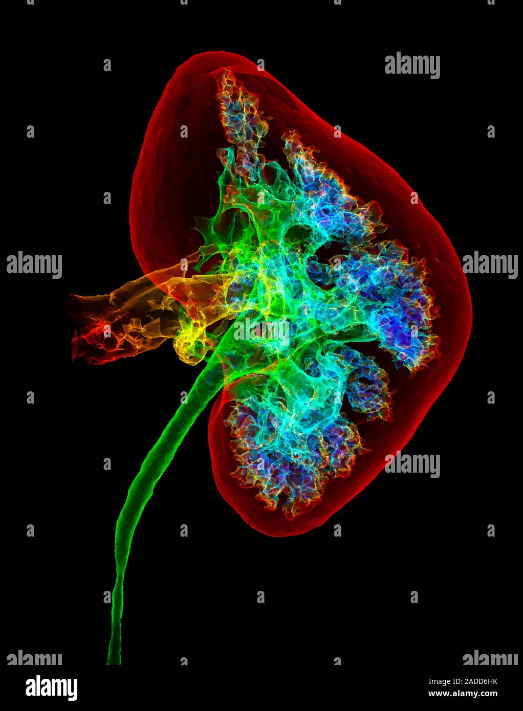 Kidney. Coloured 3D computed tomography (CT) scan of a normal human ...