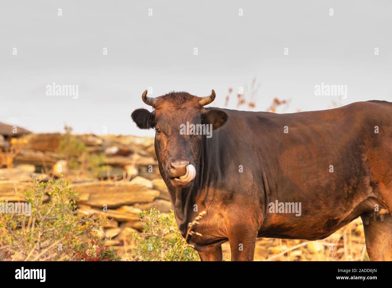 Cow portrait at Andros island in Greece Stock Photo - Alamy