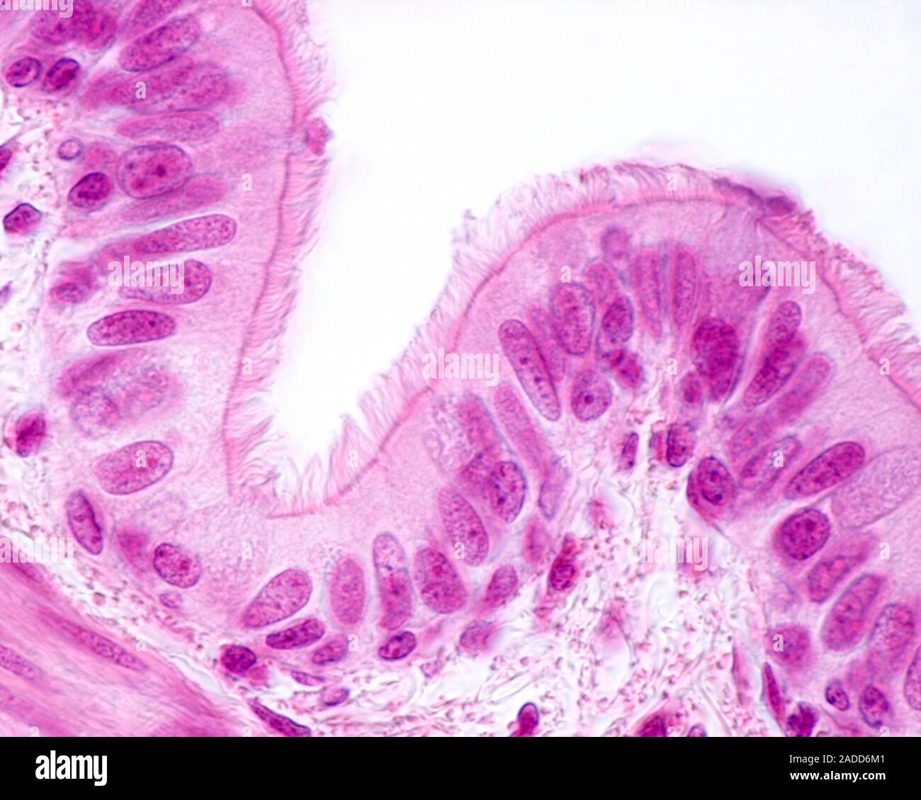 Respiratory prismatic ciliated pseudostratified epithelium, light ...