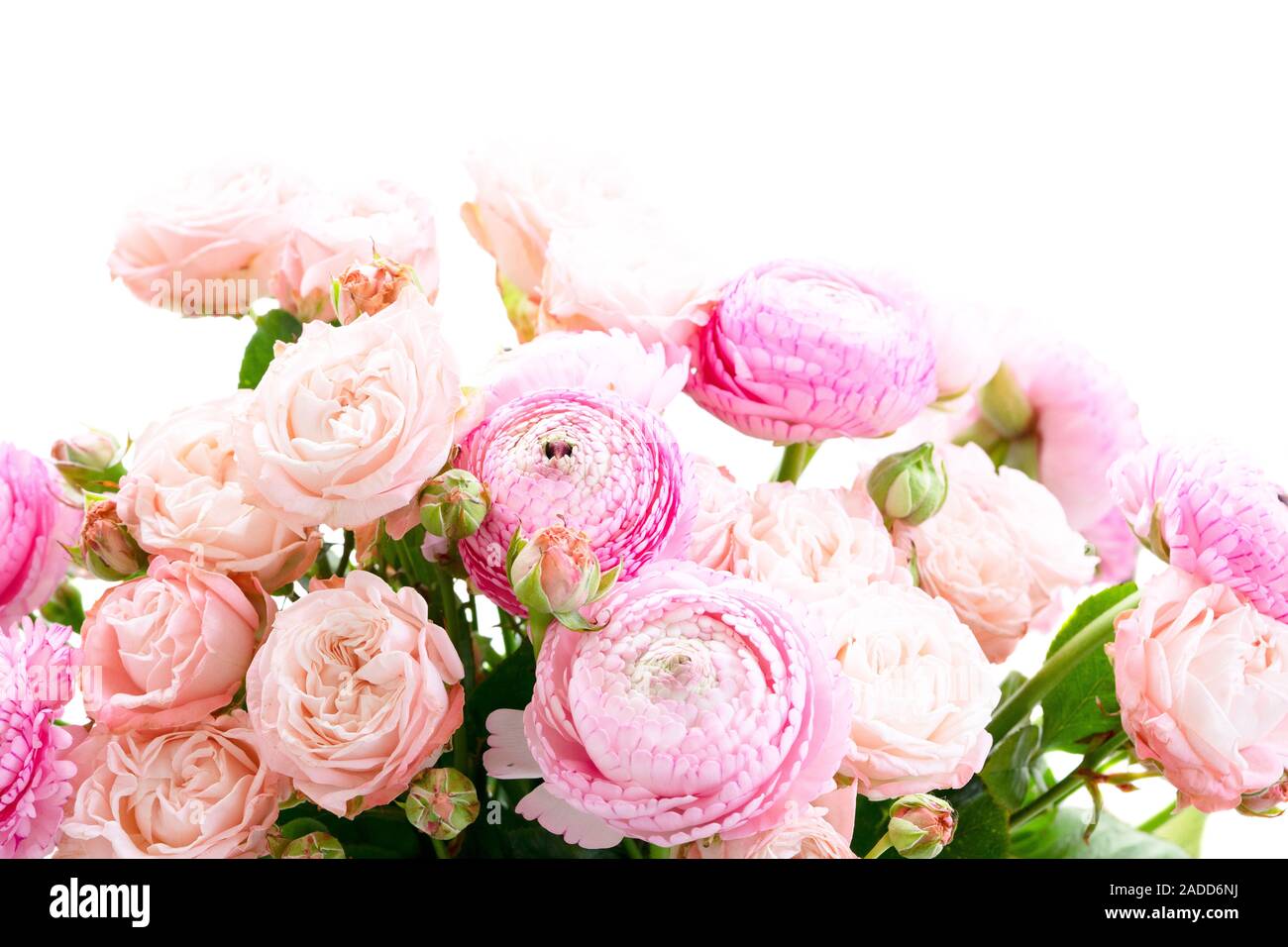 fresh rose flowers Stock Photo - Alamy