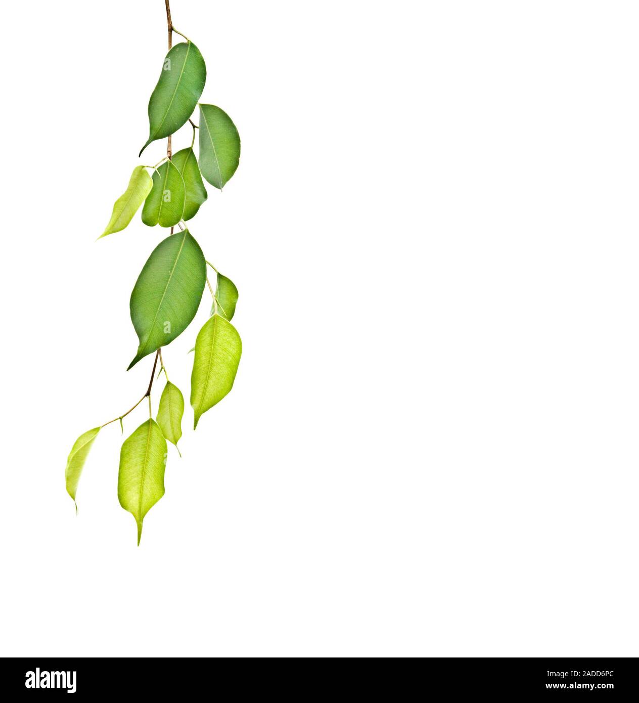 Tree twig isolated on white background Stock Photo - Alamy