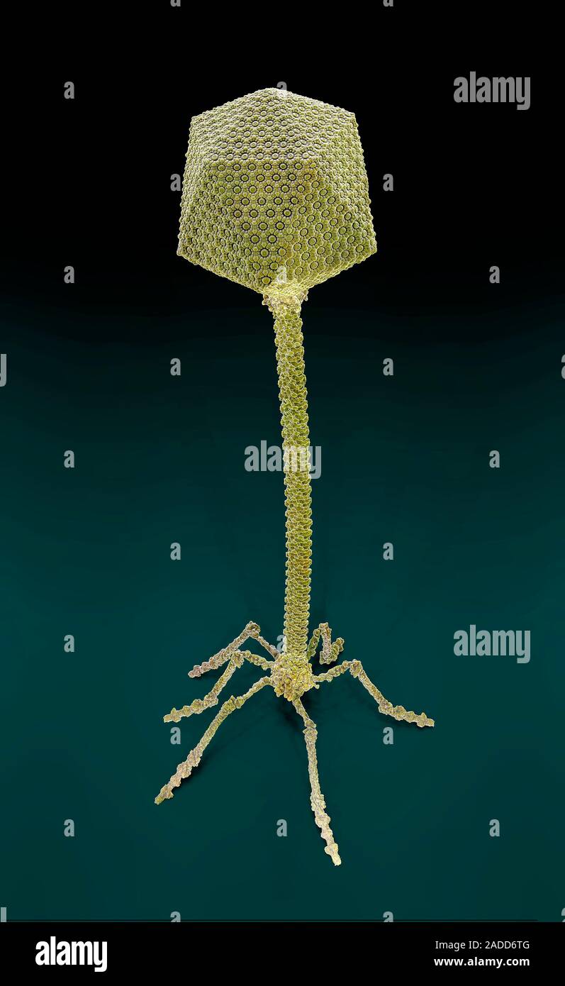 P1 bacteriophage. Illustration of the enterobacteria phage P1, a DNA ...