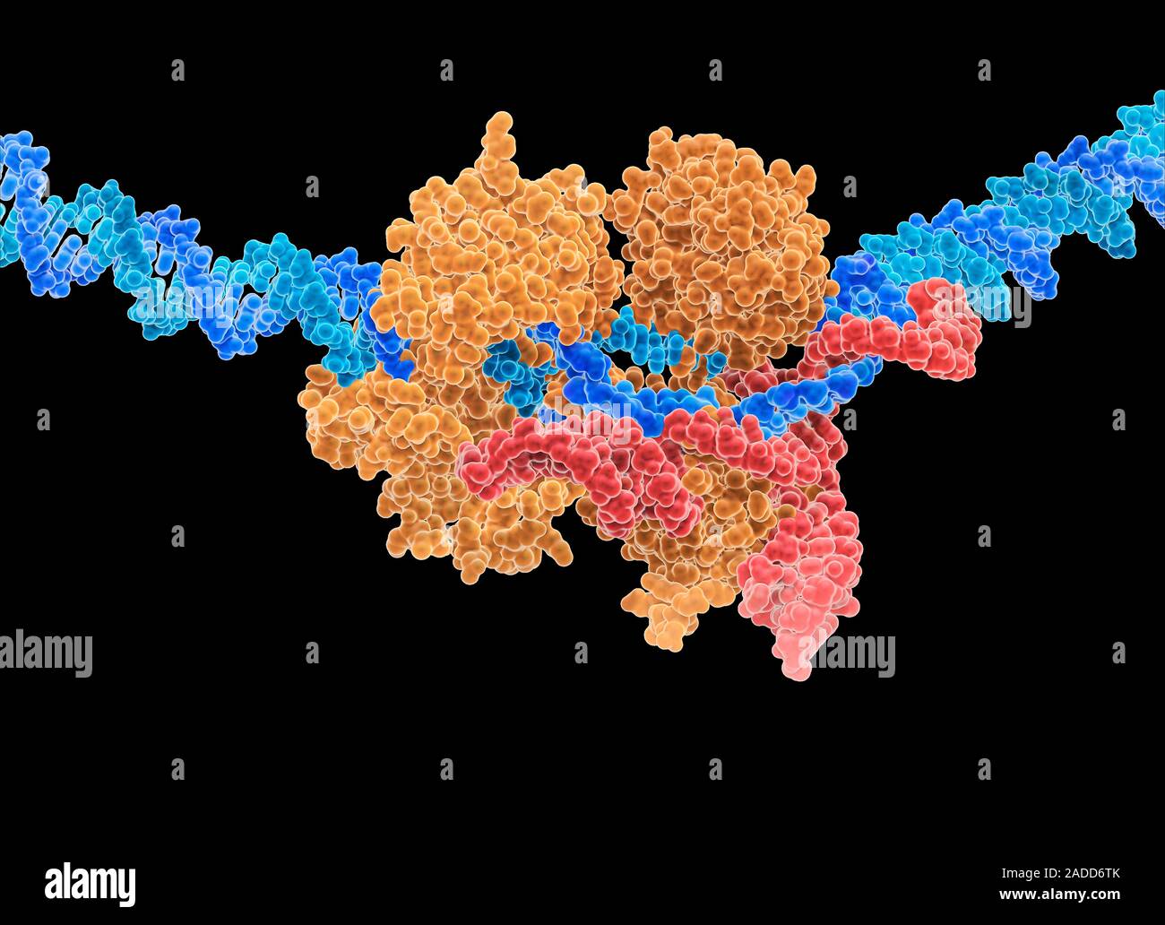 CRISPR-Cas9 gene editing complex, molecular structure. The CRISPR-Cas9 ...