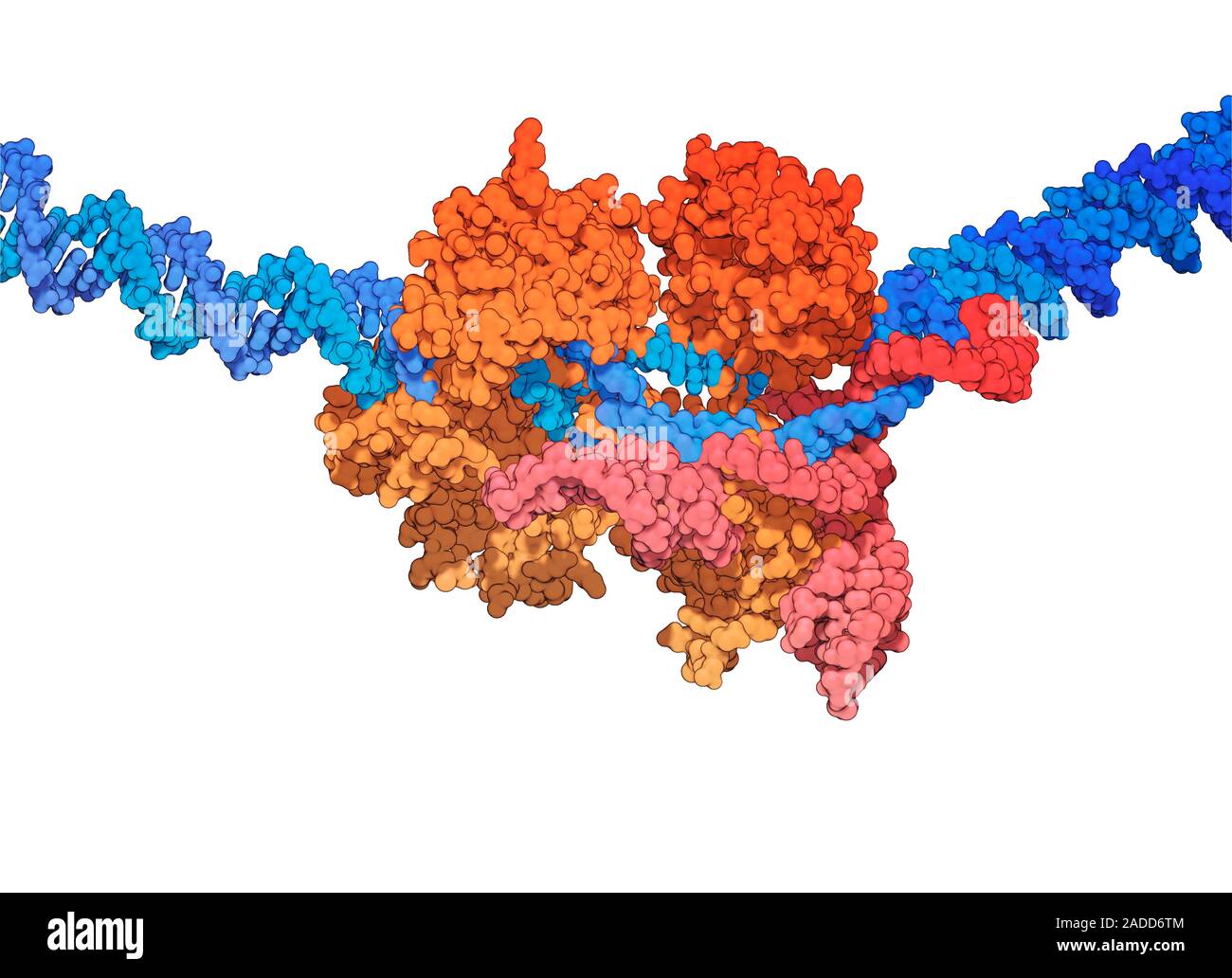 CRISPR-Cas9 gene editing complex, molecular structure. The CRISPR-Cas9 ...