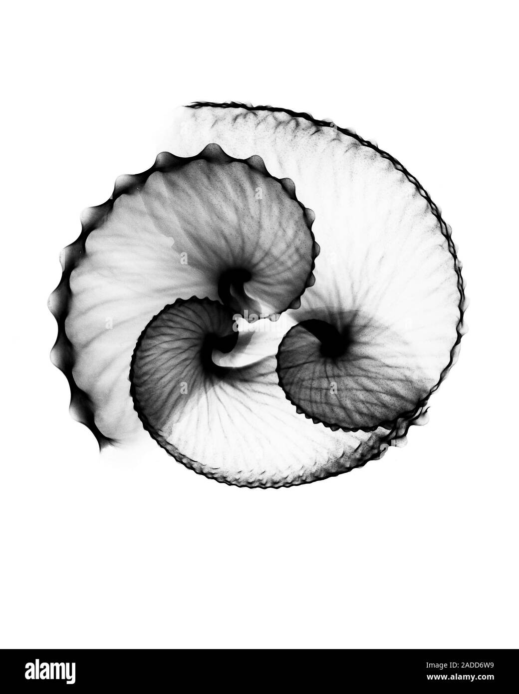 Argonaut shell, X-ray. Argonauts (Argonauta sp.) are pelagic (open ...