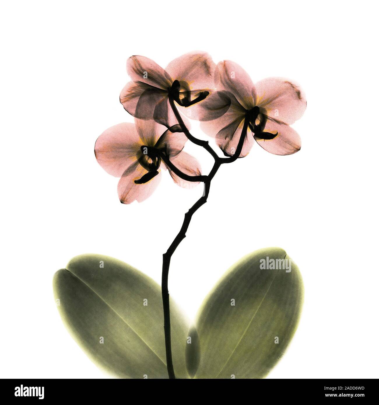 Orchid flower, coloured X-ray Stock Photo - Alamy