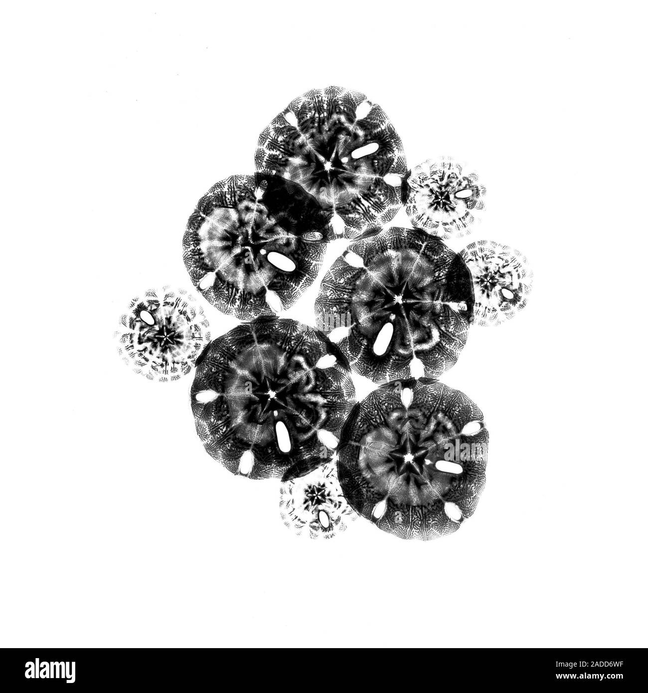 Sand dollars (Order Clypeasteroida), X-ray. Sand dollars are a ...