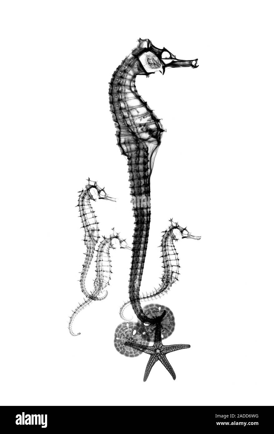 Seahorses (Hippocampus sp.), X-ray Stock Photo - Alamy