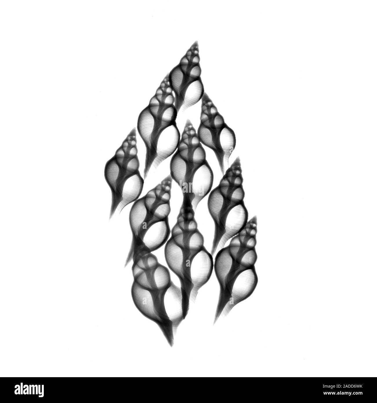 Spindle shells, X-ray. These are the shells of Fusinus sp. sea snails ...