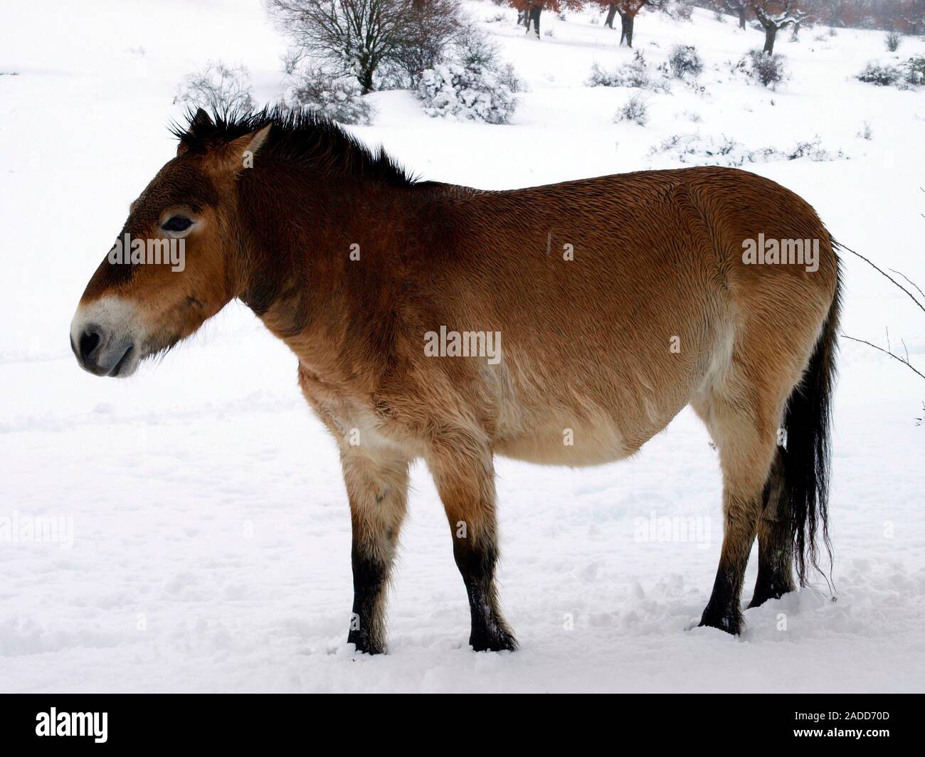 Przewalski's horse (Equus ferus przewalskii) in snow in the Atapuerca ...