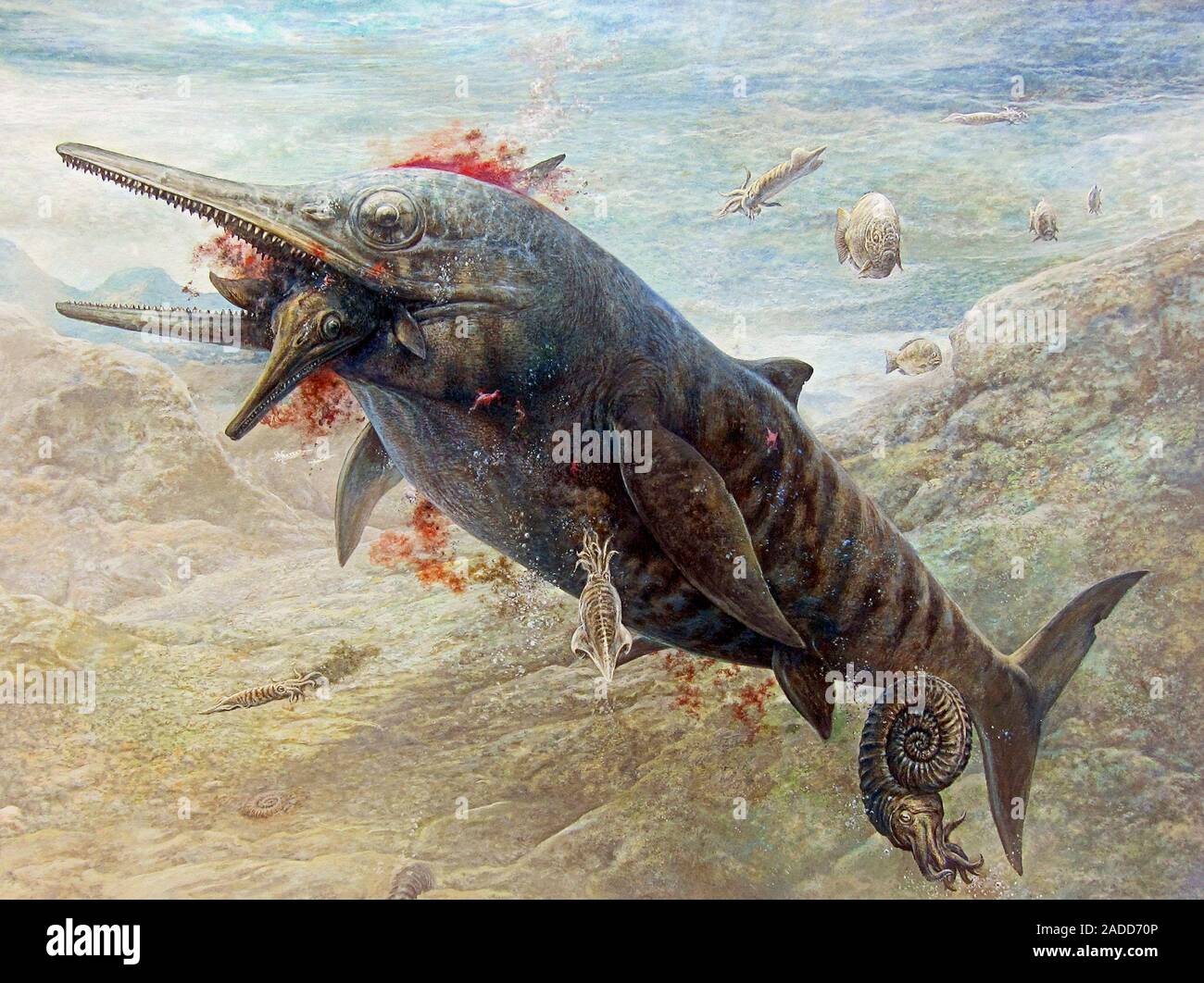 Temnodontosaurus ichthyosaur and prey, illustration. This large ...