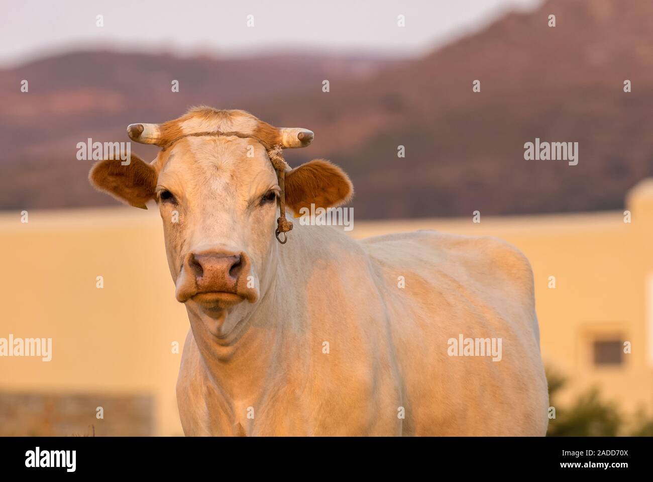 White cow portrait at Andros island in Greece Stock Photo - Alamy