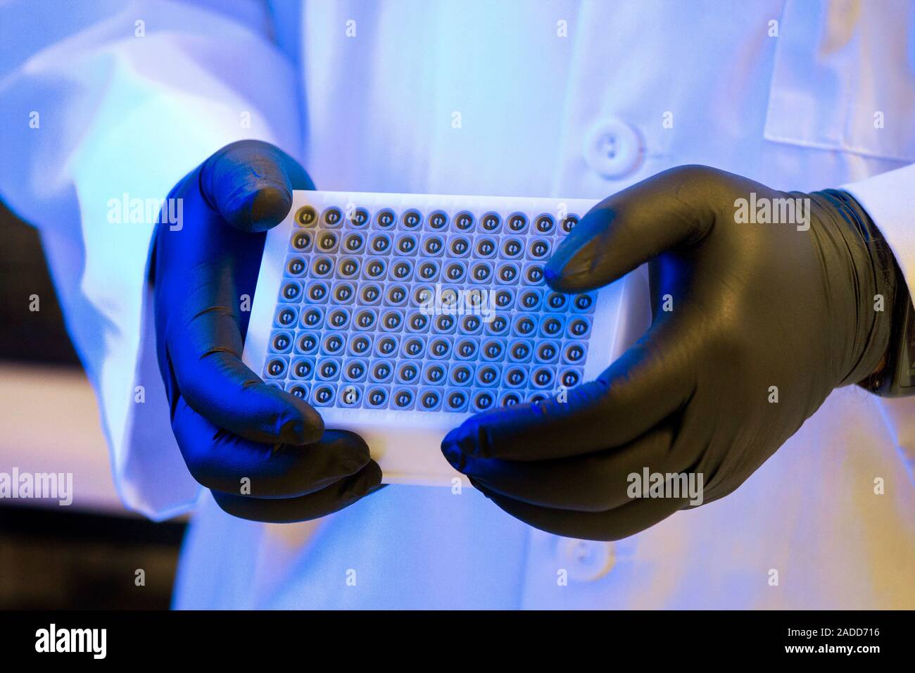 DNA genotyping and sequencing. Close-up of a technician holding DNA ...