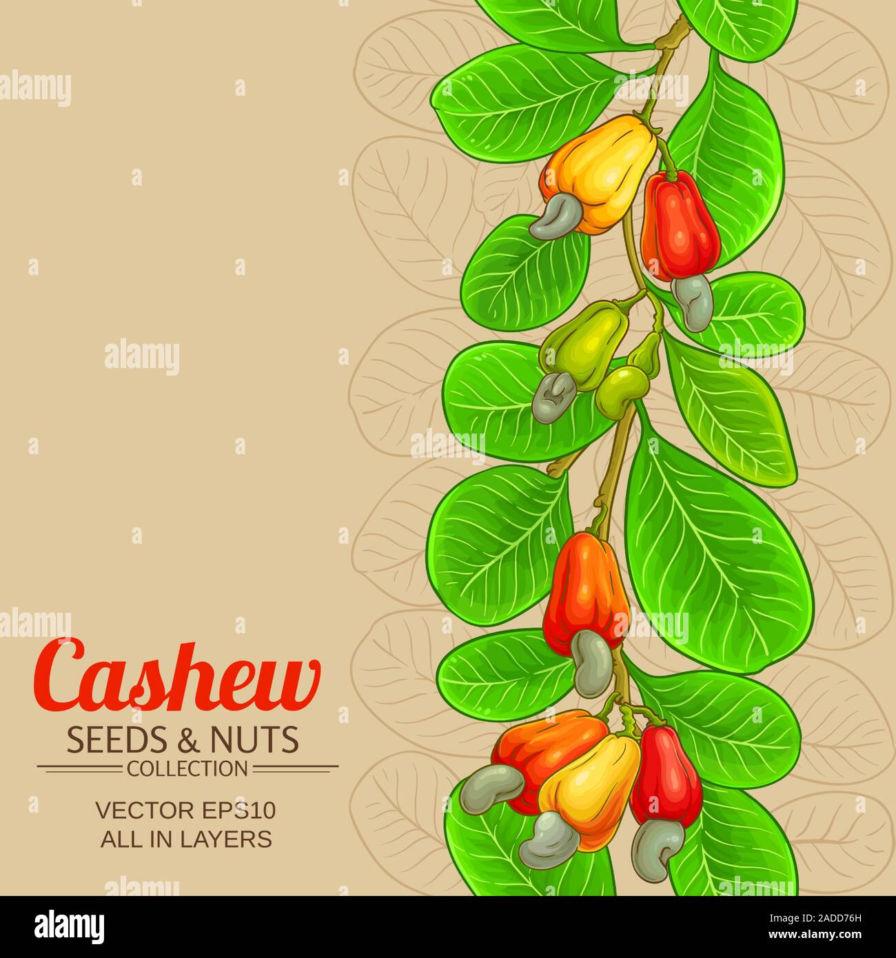 cashew vector background Stock Vector Image & Art - Alamy