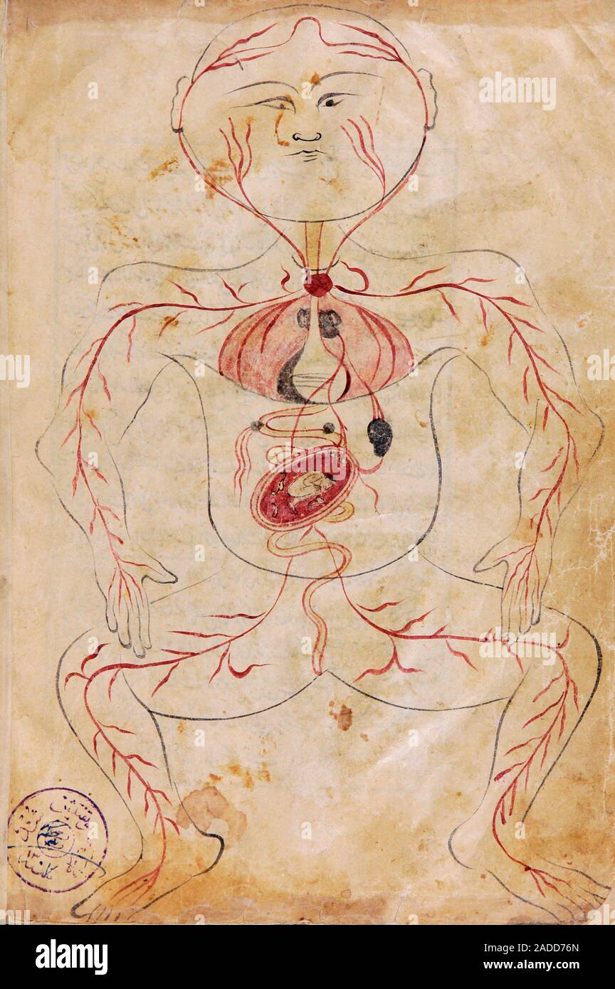 Mansur's Anatomy. 15th-century illustration of human anatomy, showing ...