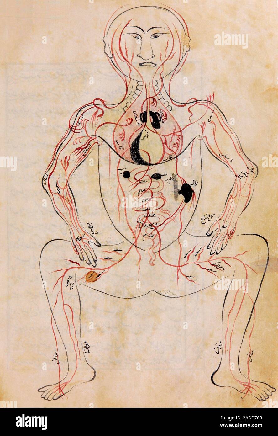 Mansur's Anatomy. 15th-century illustration of human anatomy, showing ...