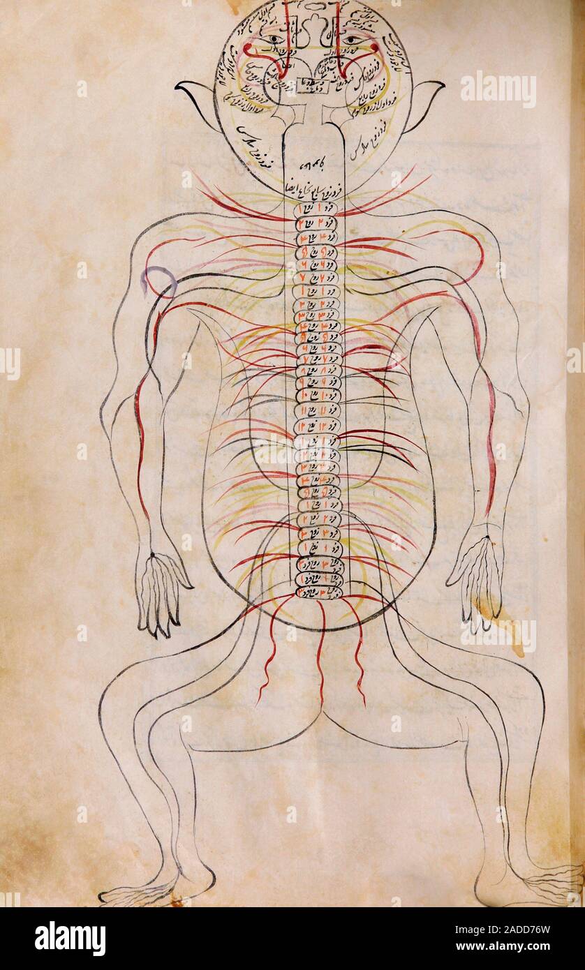 Mansur's Anatomy. 15th-century labelled illustration of human anatomy ...