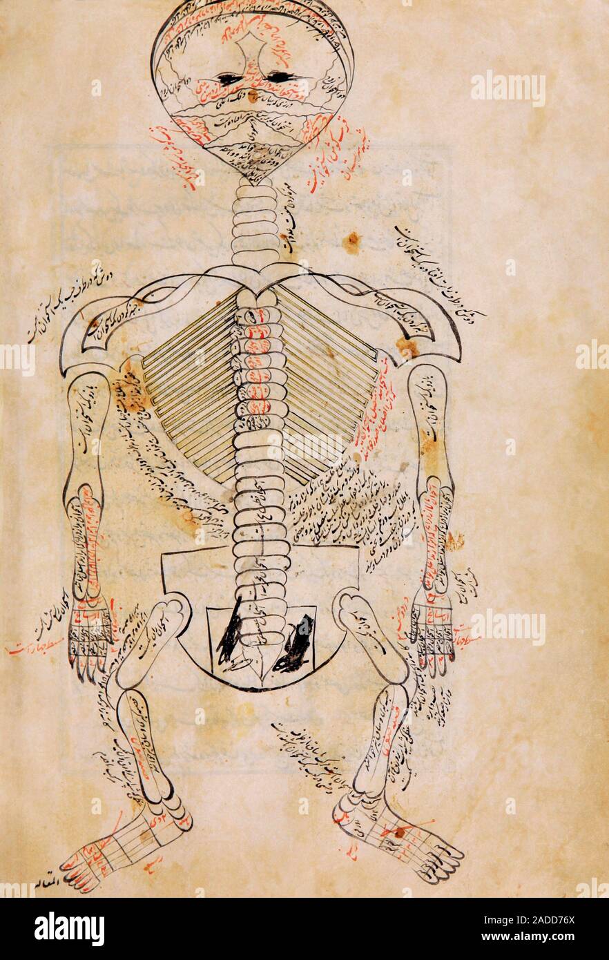 Mansur's Anatomy. 15th-century labelled illustration of human anatomy, showing the bones of the ...