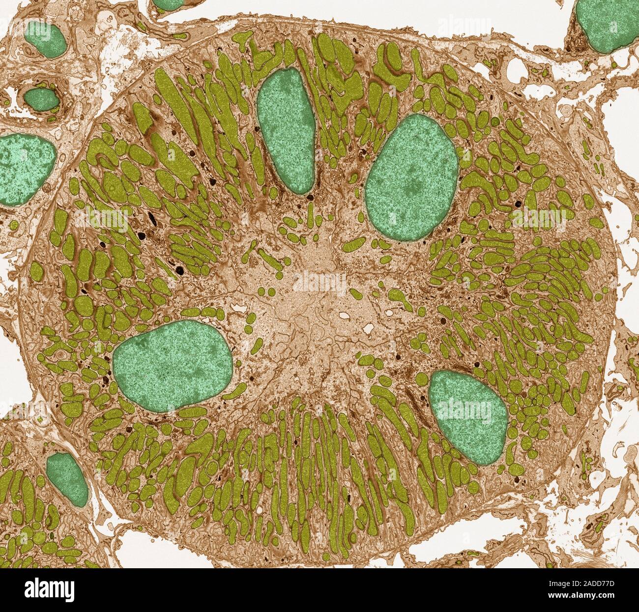 Kidney tubule. Coloured transmission electron micrograph (TEM) of a ...