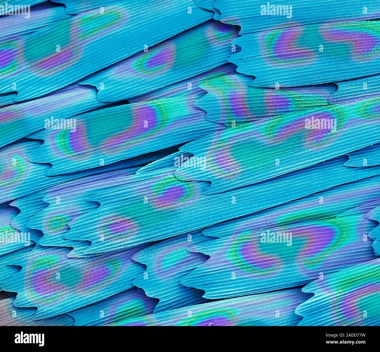 Butterfly wing. Coloured scanning electron micrograph (SEM) of scales ...