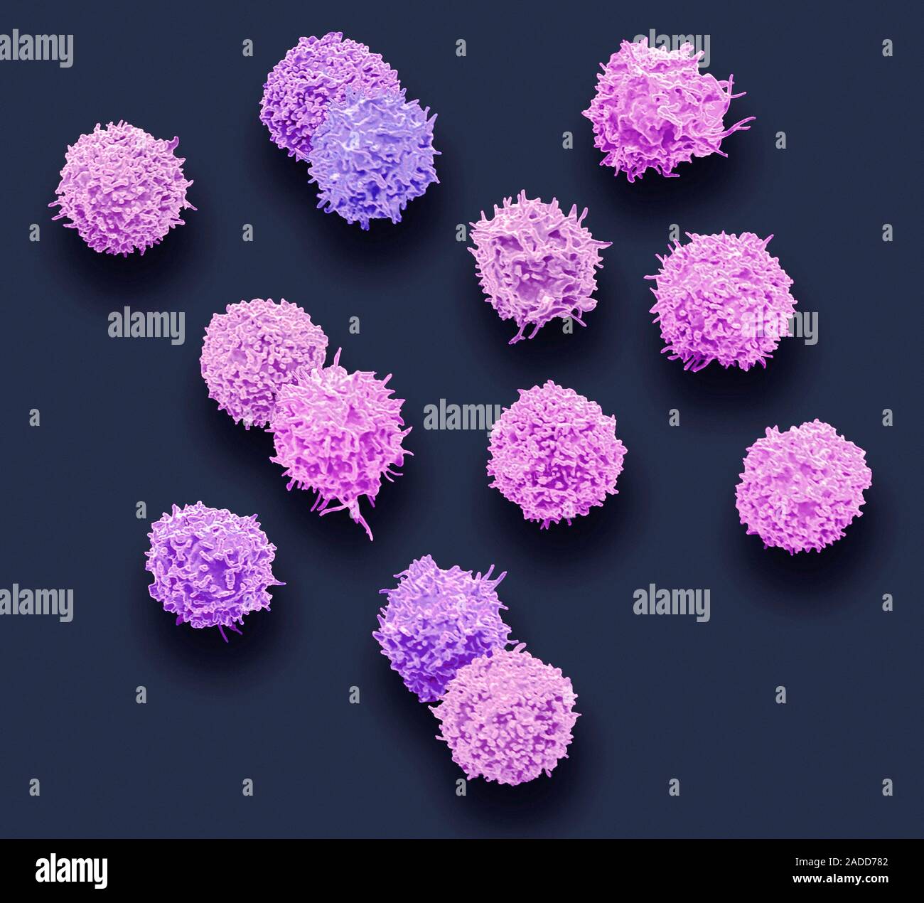 Resting T Lymphocytes. Coloured scanning electron micrograph (SEM) of ...