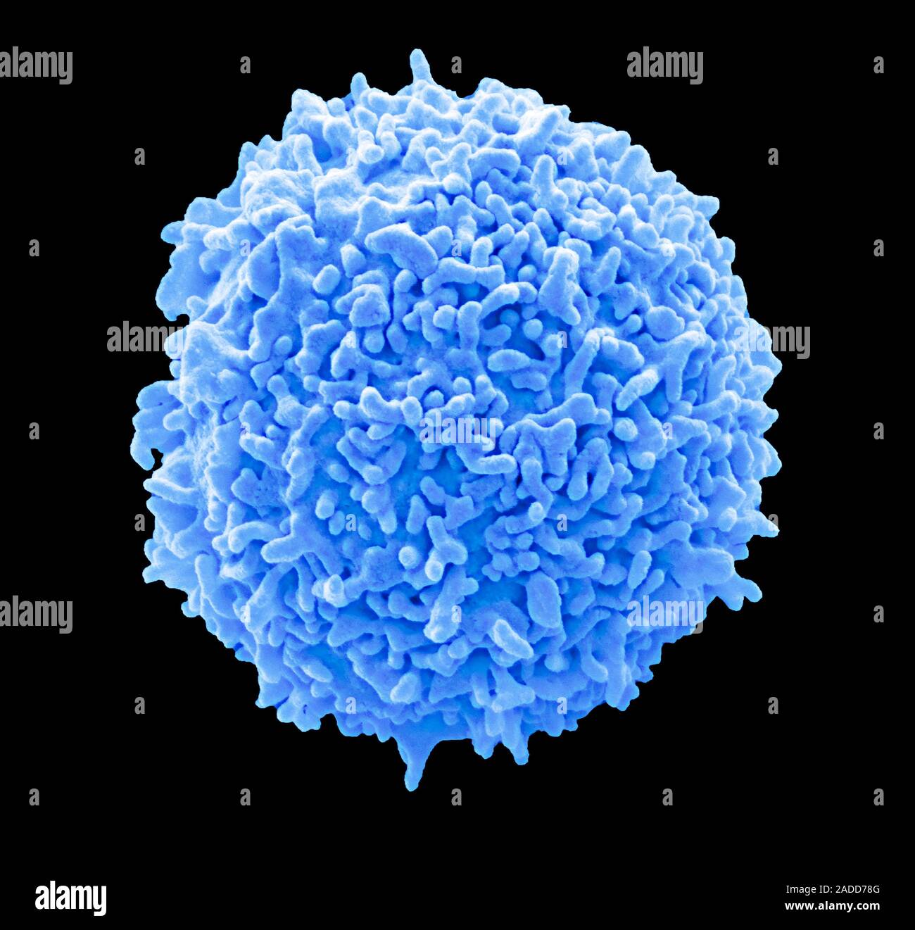 Lymphocyte white blood cell, scanning electron micrograph (SEM). Its ...