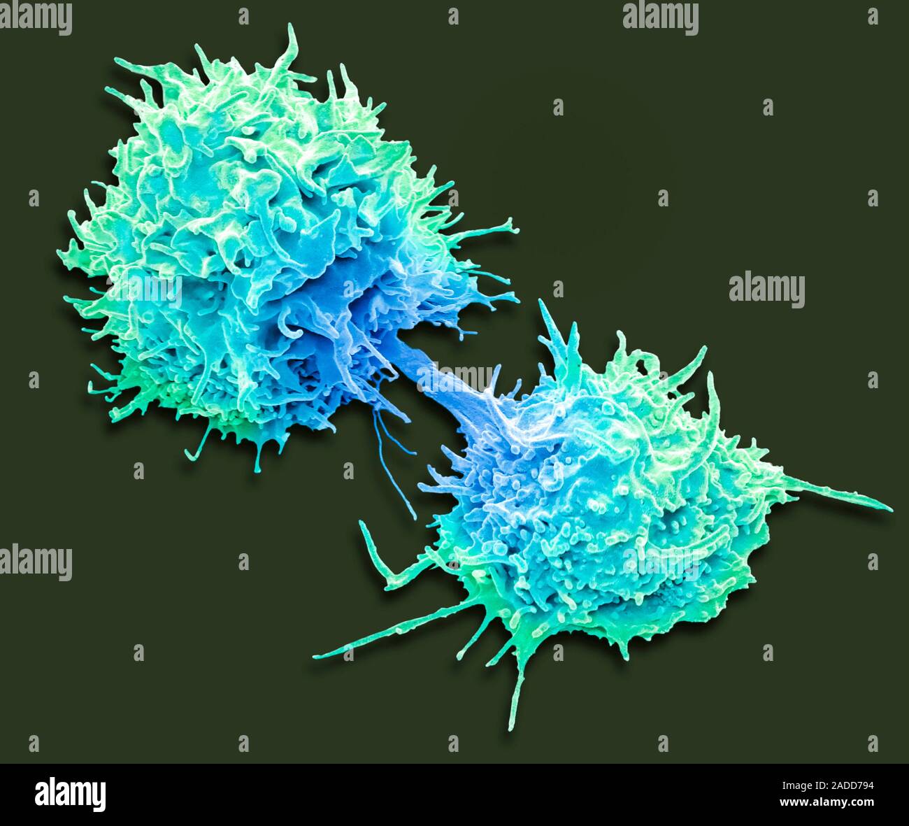 Dividing T lymphocytes. Coloured scanning electron micrograph (SEM) of ...