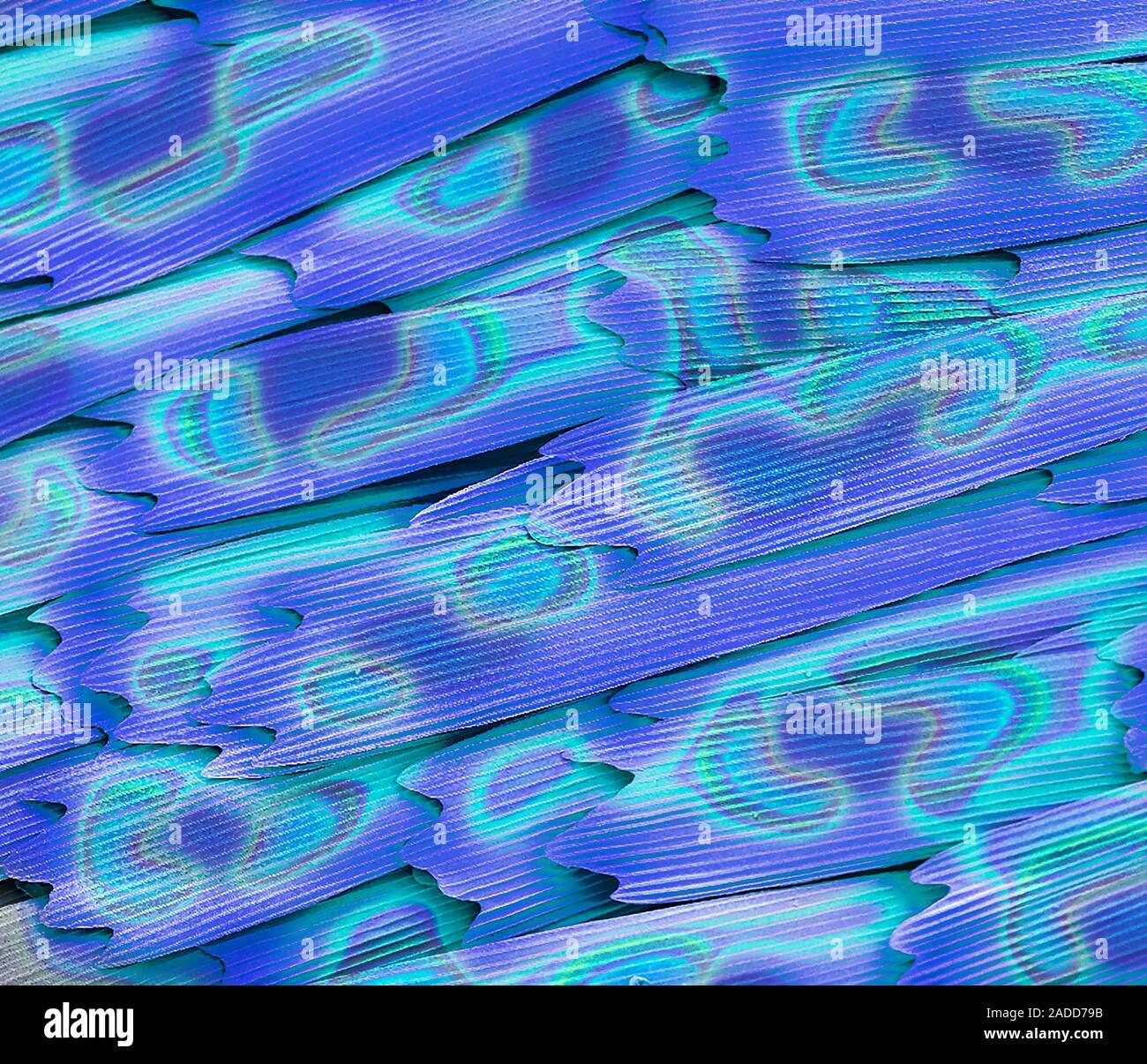Butterfly wing. Coloured scanning electron micrograph (SEM) of scales ...