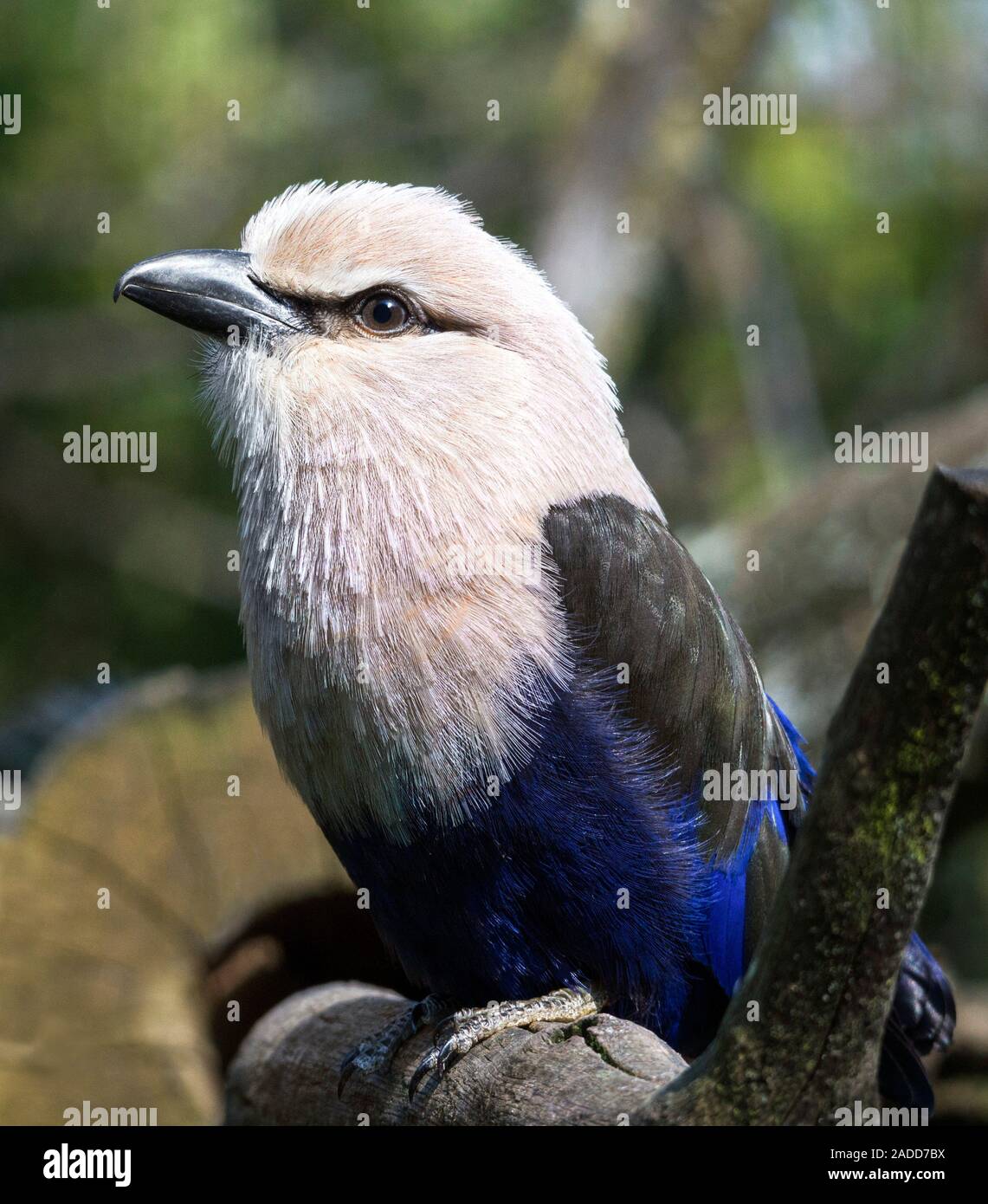 Blue-bellied roller (Coracias cyanogaster). The rollers are named for ...