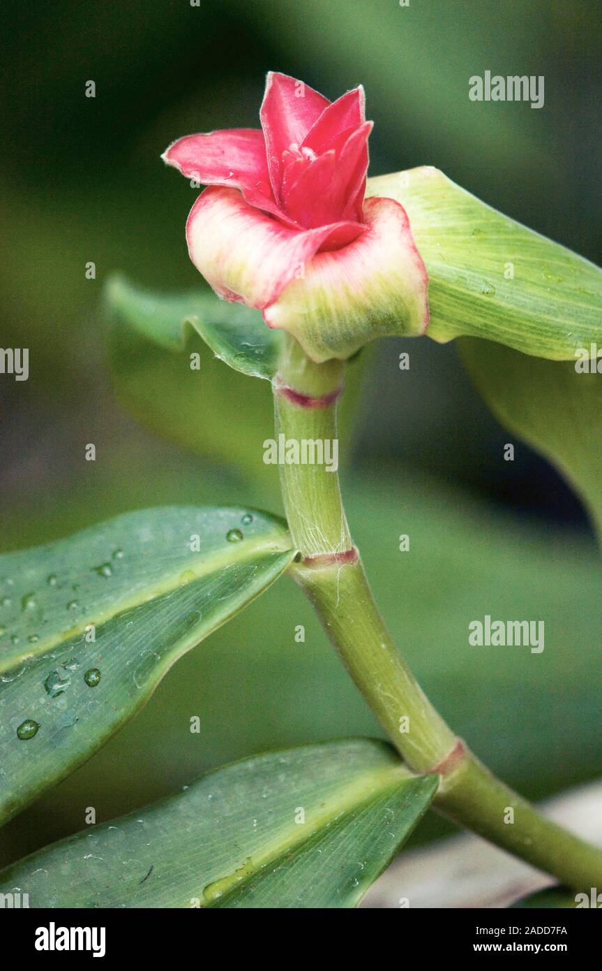 Spiral Ginger (Costus barbatus) in flower Stock Photo - Alamy