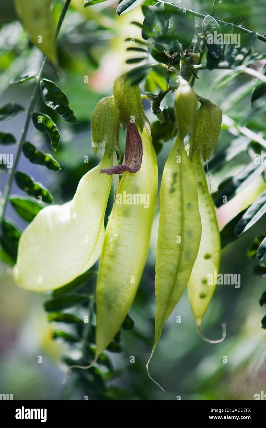 Pods of a Cancer Bush (Sutherlandia frutescens), also known as Balloon ...