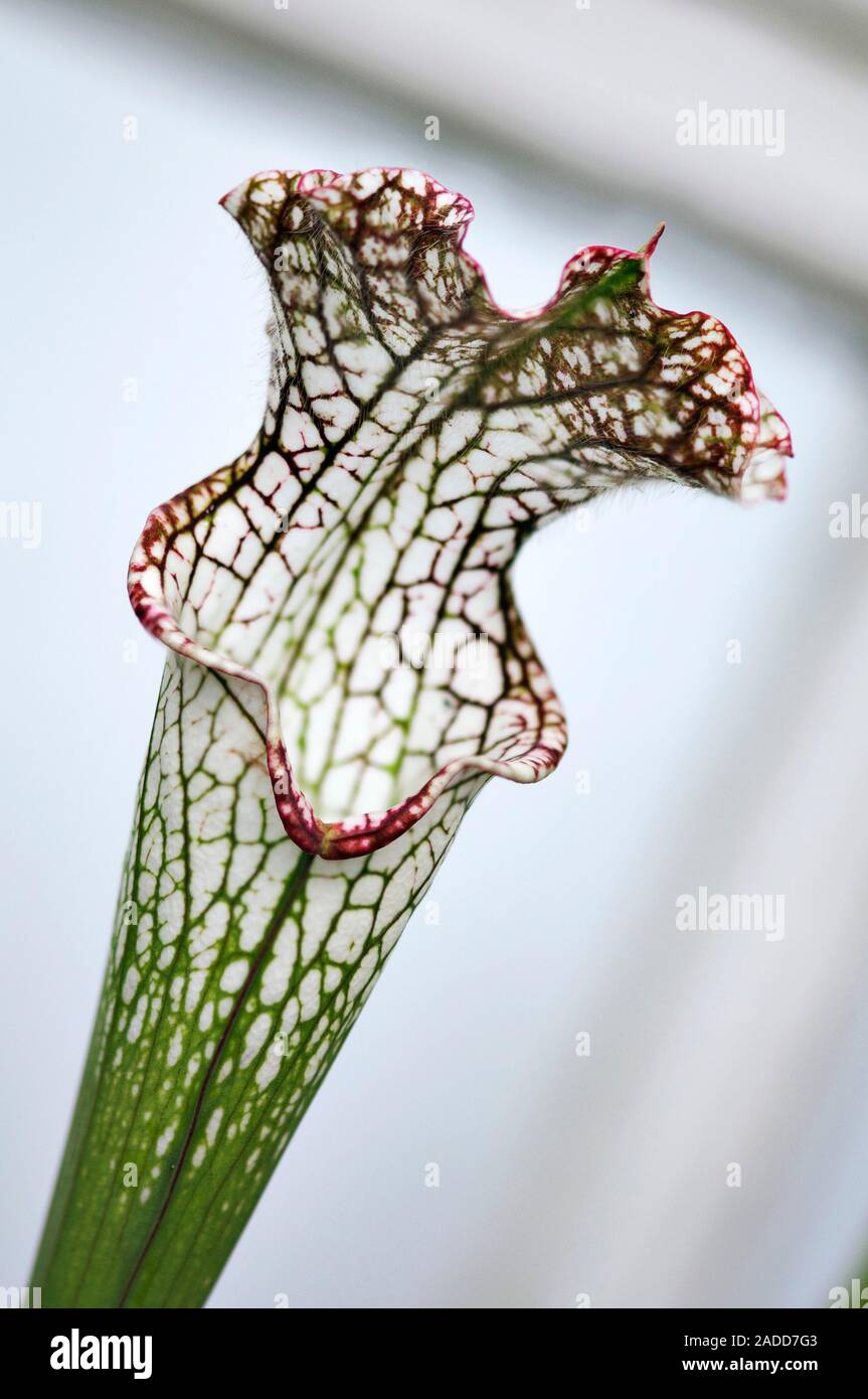 A single tubular flower of a Pitcher Plant (Sarracenia sp Stock Photo ...