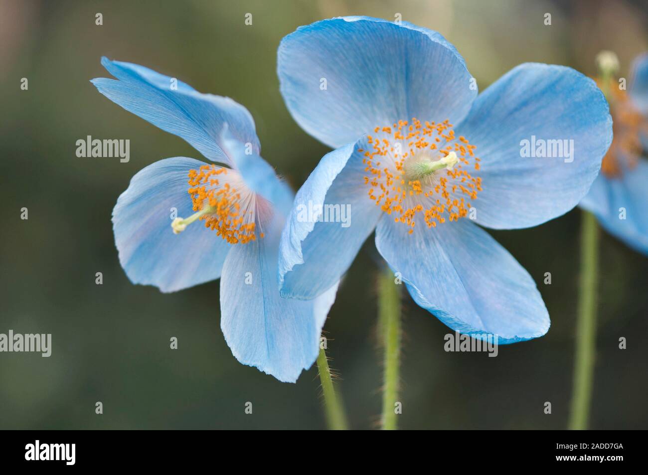 Two Himalayan Poppies (Meconopsis sp.) in flower Stock Photo - Alamy